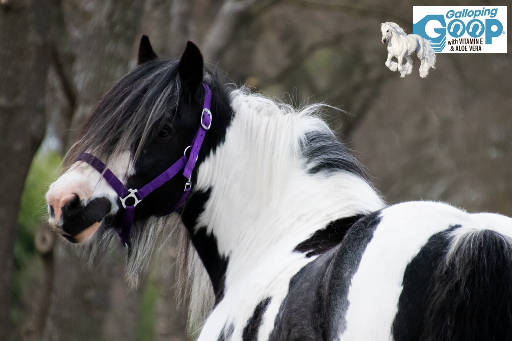 Home [www.gallopinggoop.nl]